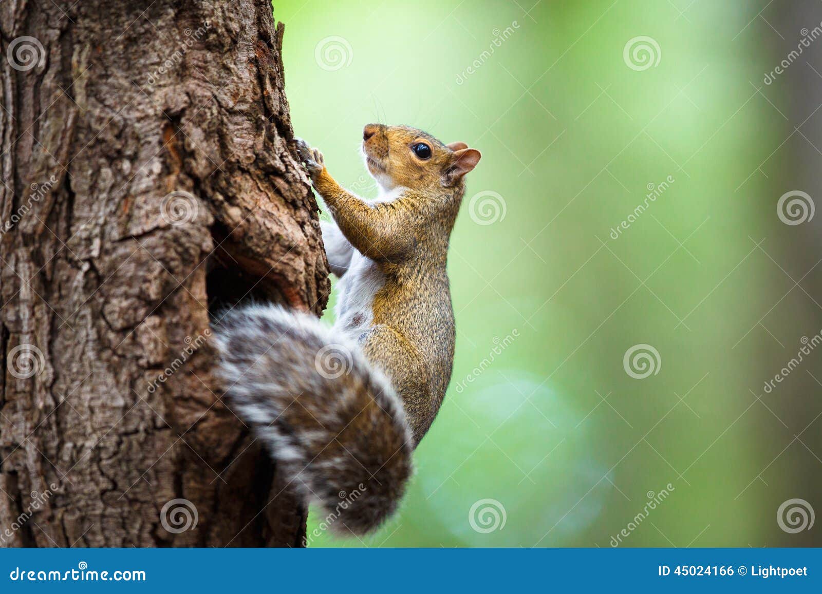 Eastern Grey Squirrel stock photo. Image of cute, england - 45024166