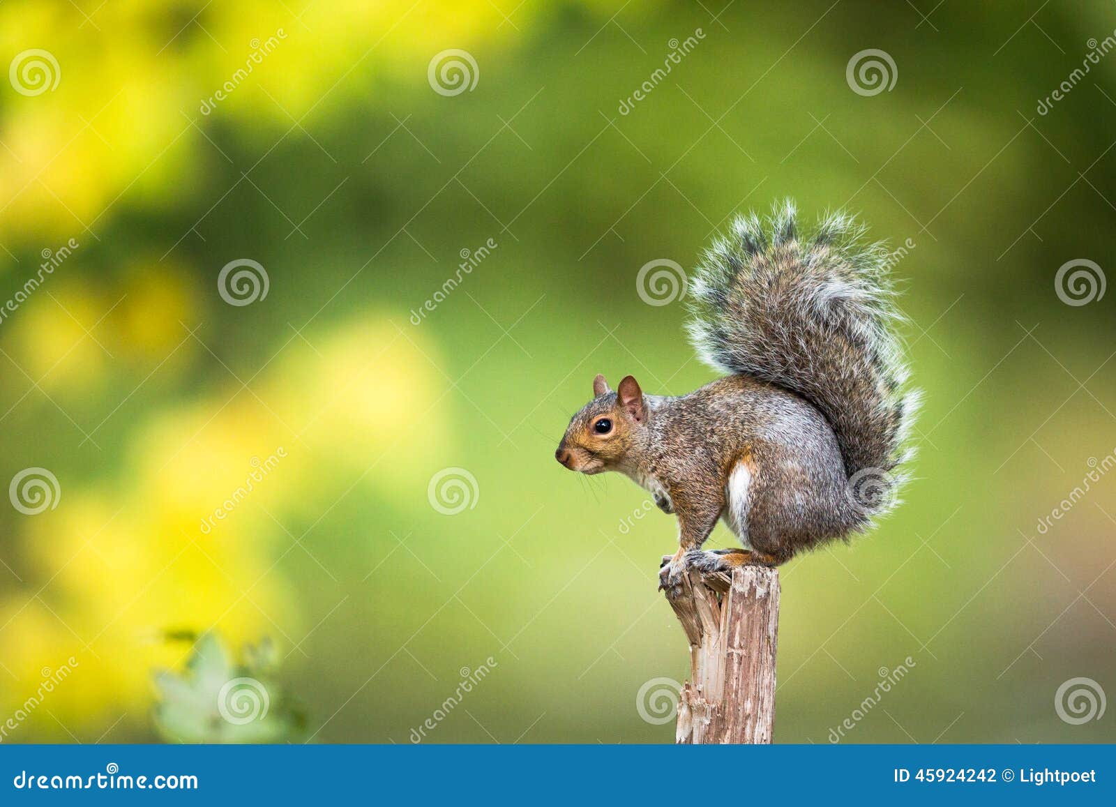 Eastern Grey Squirrel stock photo. Image of background - 45924242
