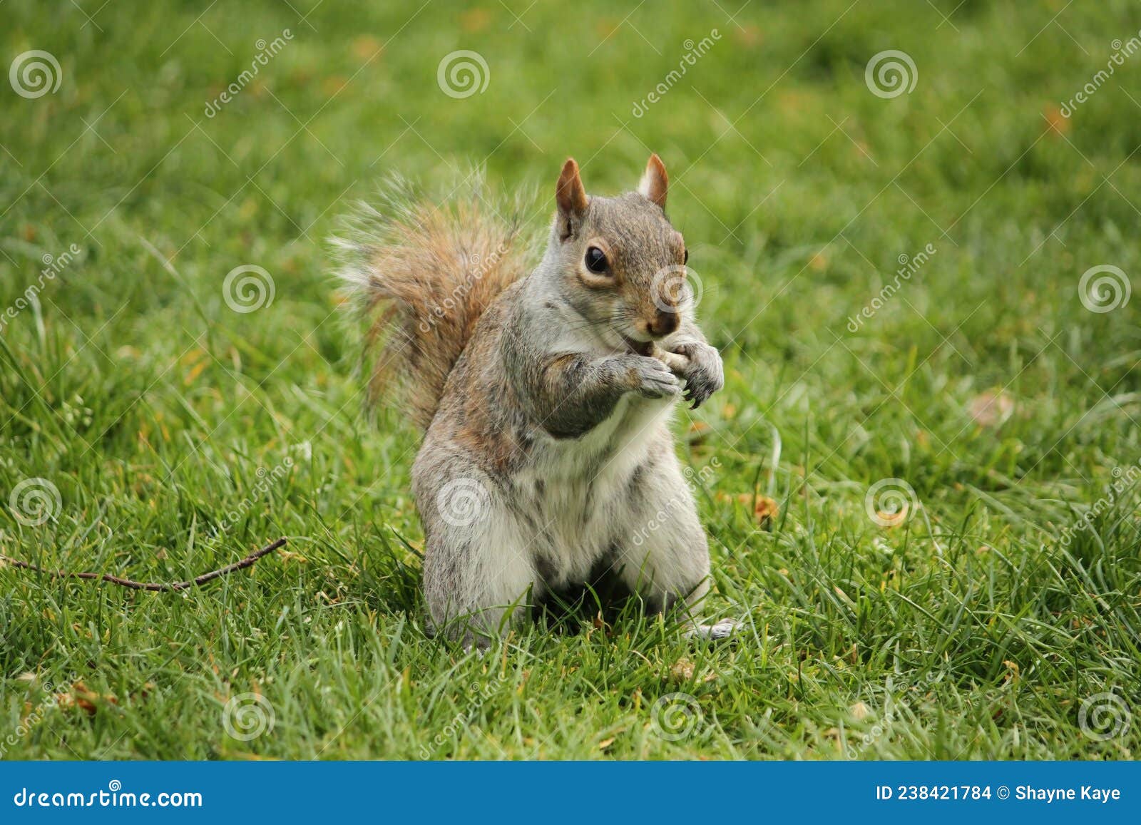 An Eastern Grey Squirrel Eating a Cigarette in the Grass Stock Photo ...