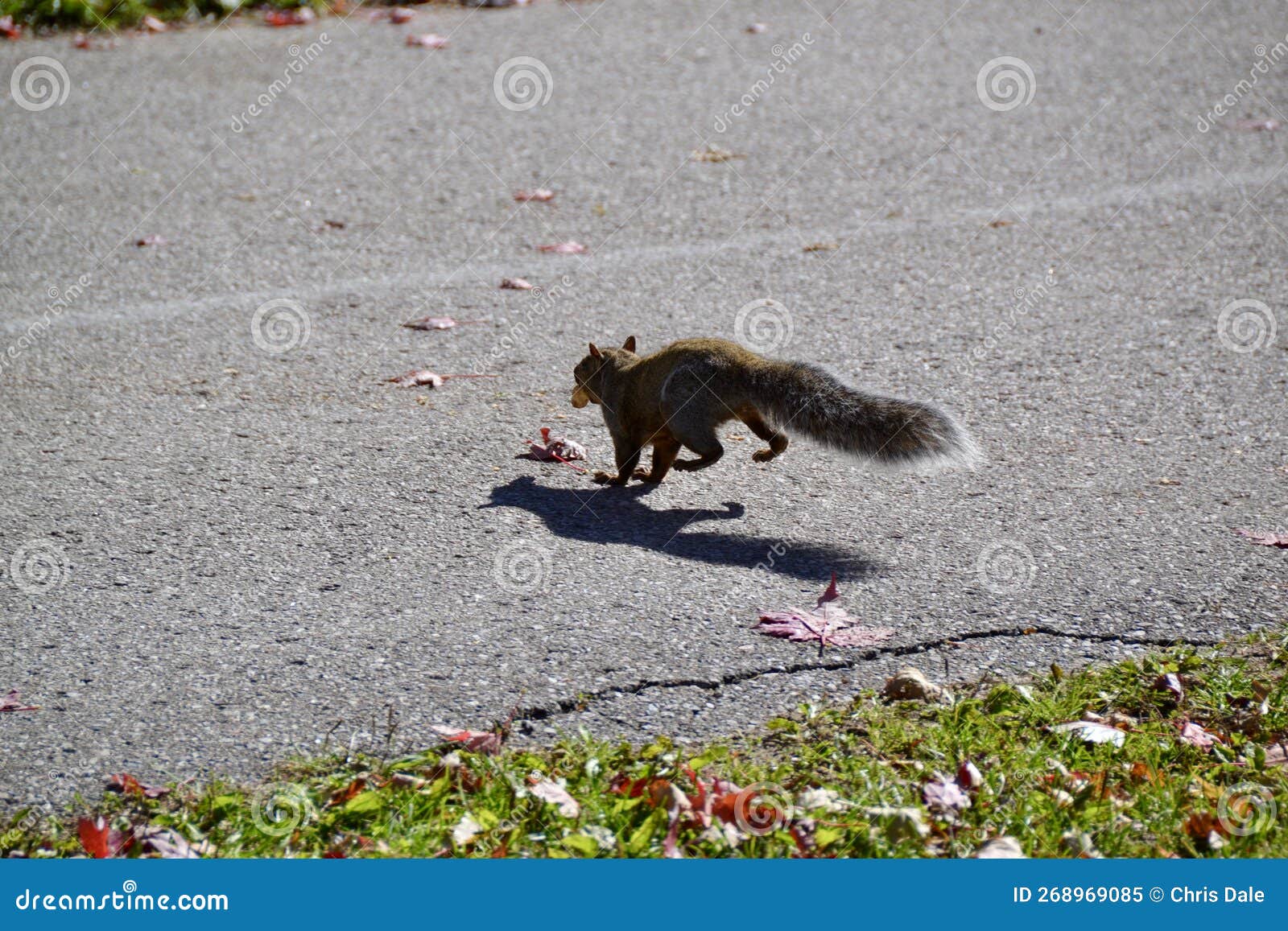 Eastern Grey Squirrel (Sciurus Carolinensis) Running Across Path at ...