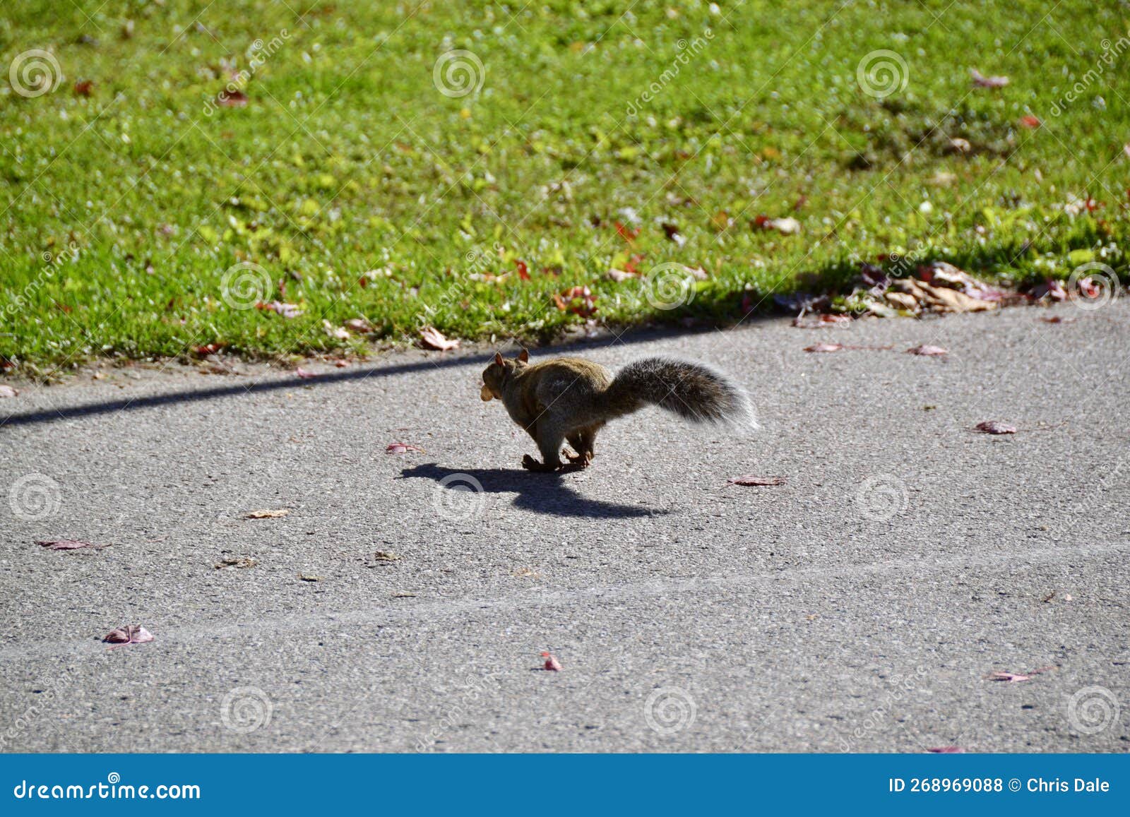 Eastern Grey Squirrel (Sciurus Carolinensis) Running Across Path at ...