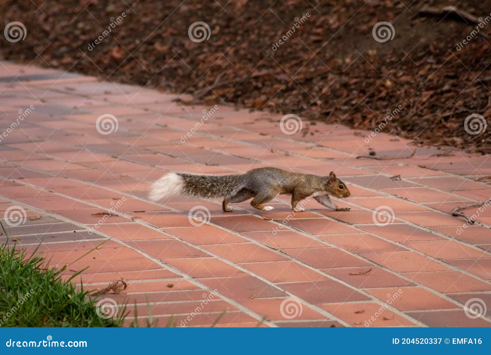 Eastern Grey Squirrel Scurrying Across a Terracotta Tiled Path Stock ...