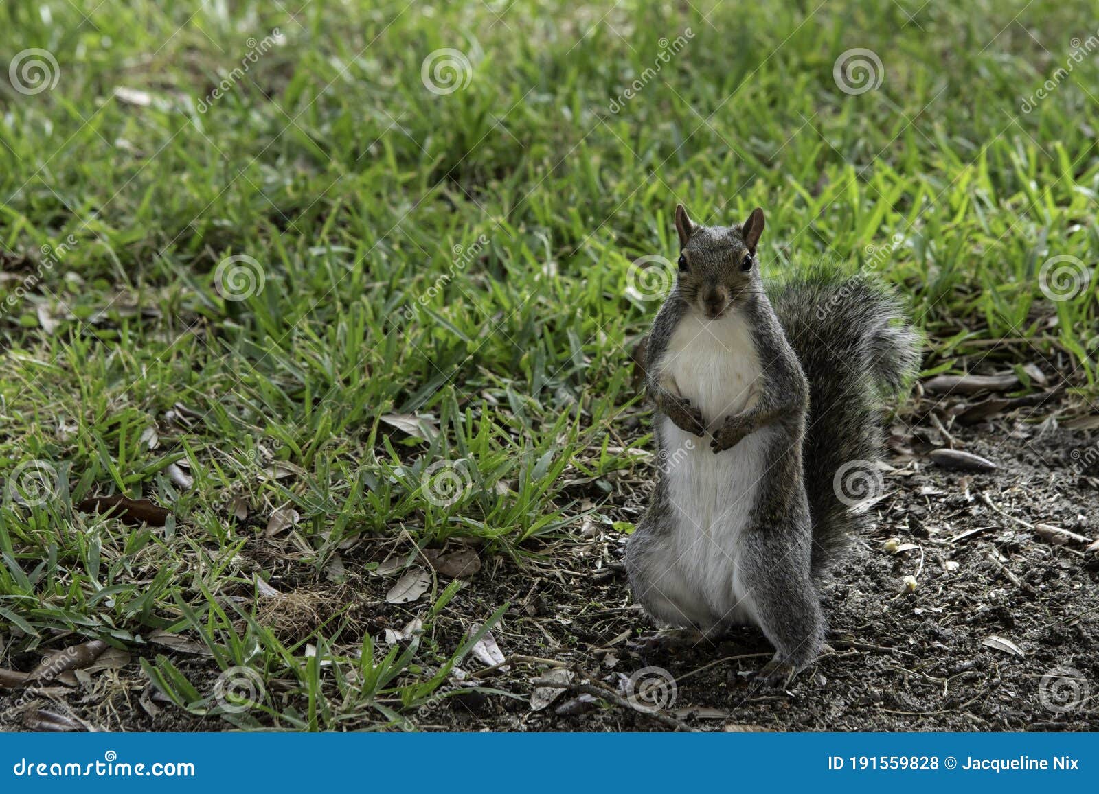 Eastern Grey Squirrel Standing Stock Photo - Image of disease, rodent ...