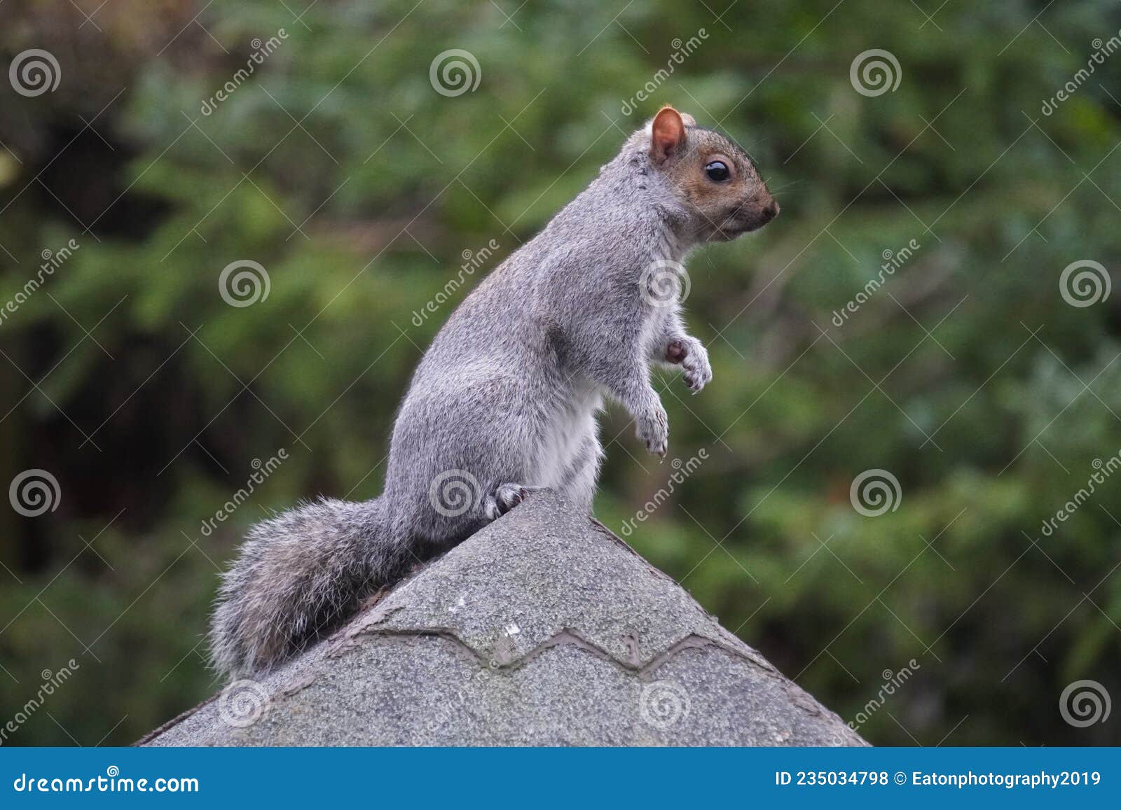 Eastern Grey Squirrel in the Sun Stock Photo - Image of squirrel ...