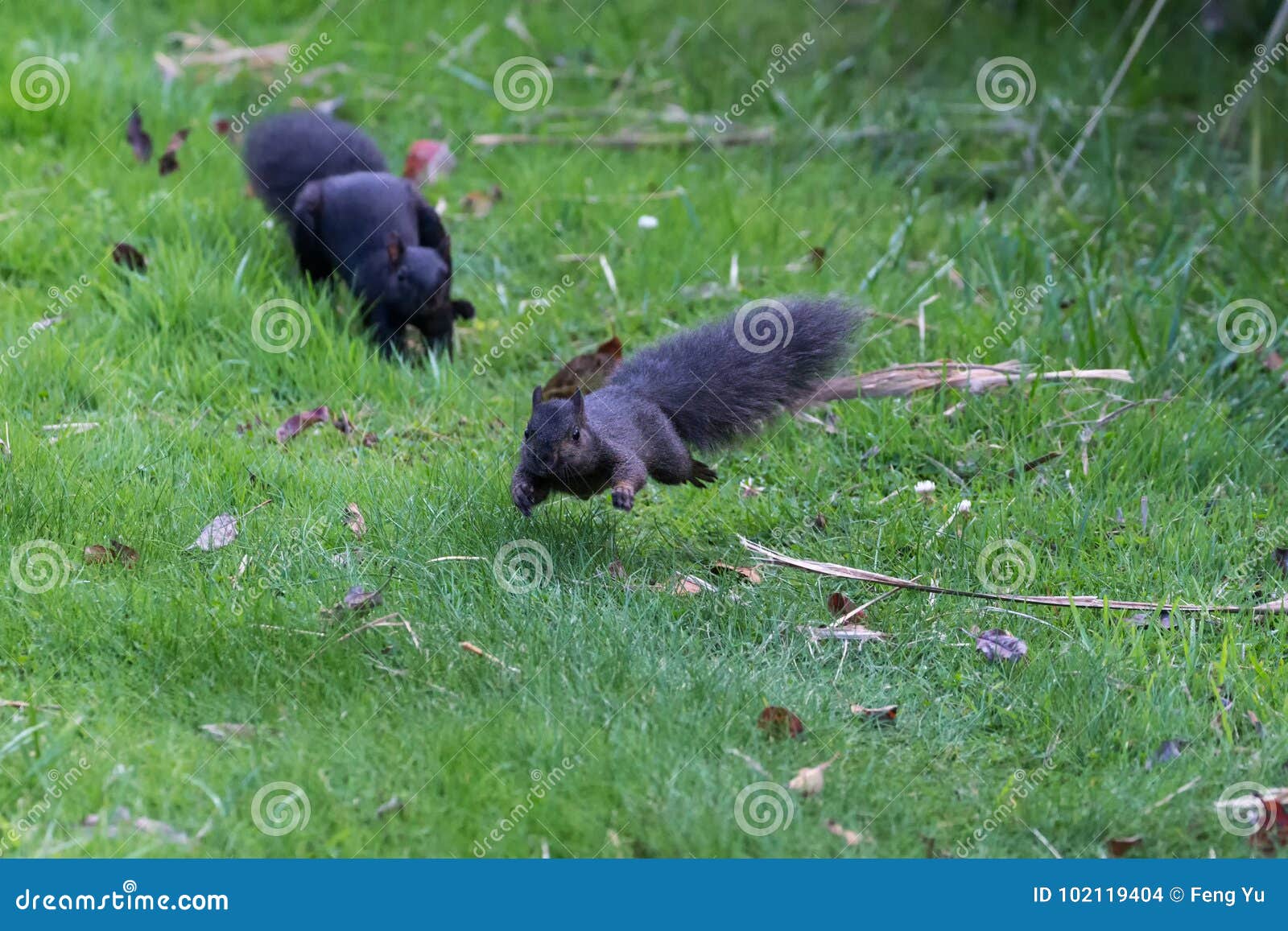 Eastern grey squirrels stock photo. Image of jump, squirrels - 102119404