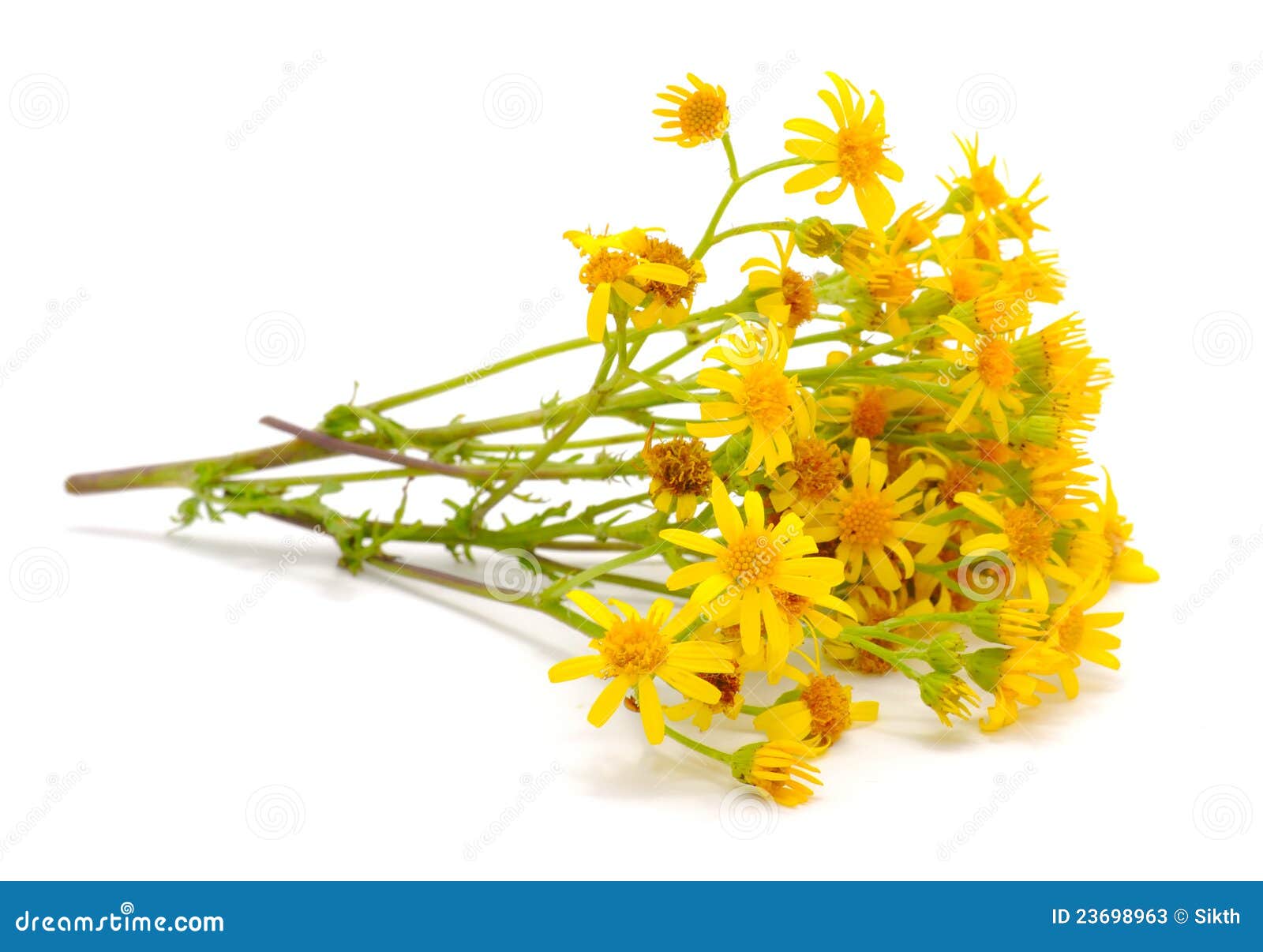 Groundsel Or Senecio Vulgaris Isolated On White Background. Poisonous ...