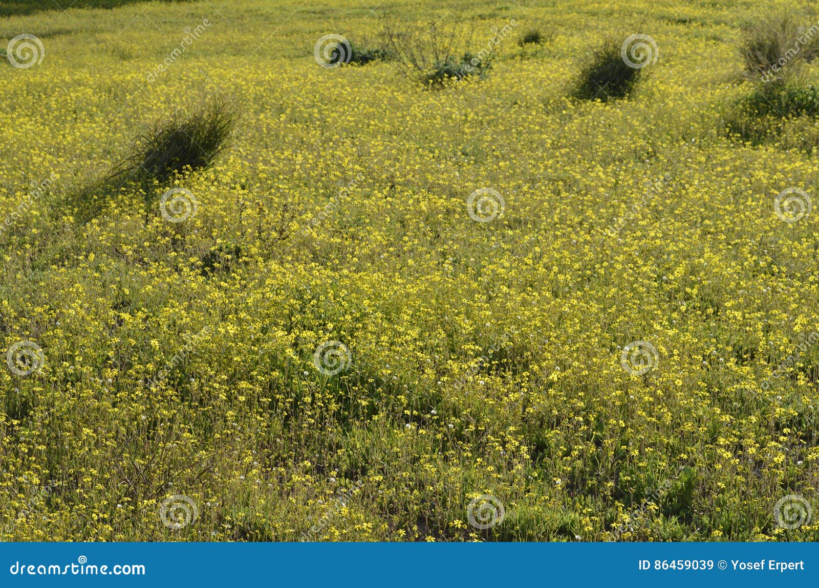 The Eastern groundsel stock image. Image of mustard, grassland - 86459039