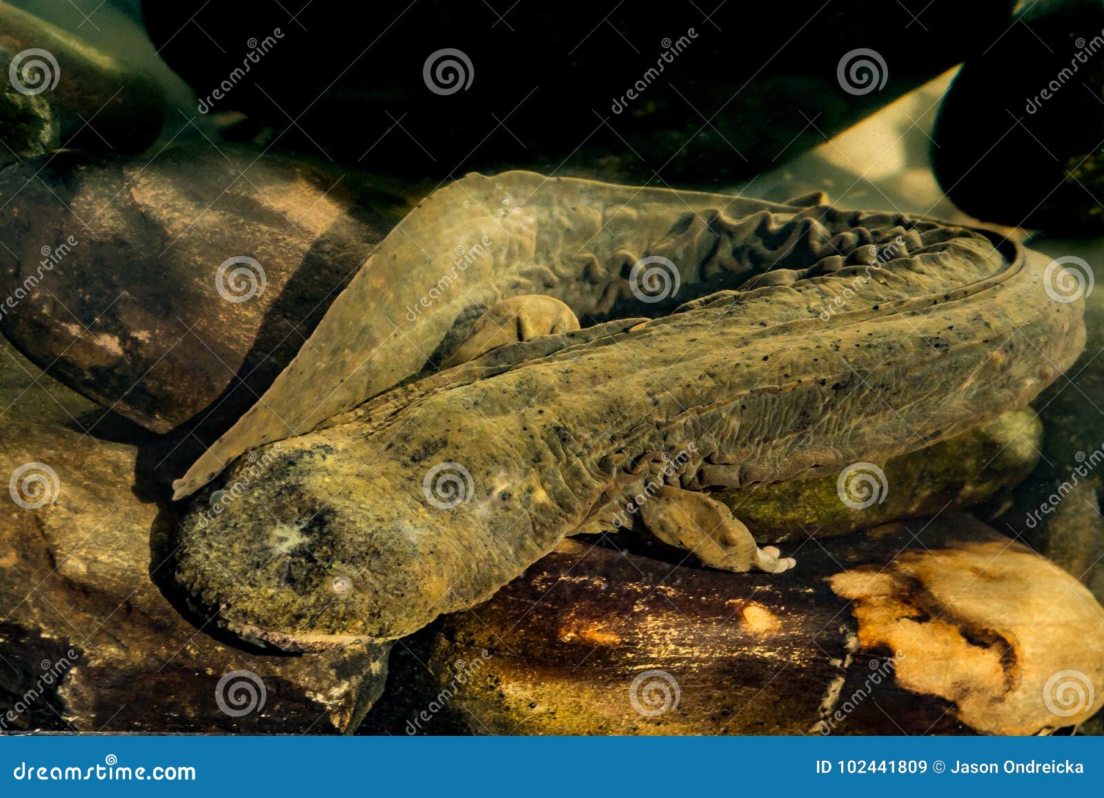 Eastern Hellbender stock image. Image of incredible - 102441809