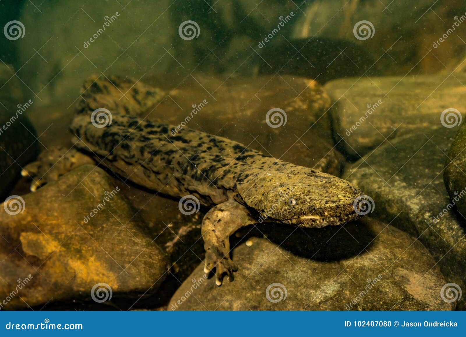 Eastern Hellbender stock photo. Image of crawfish, field - 102407080