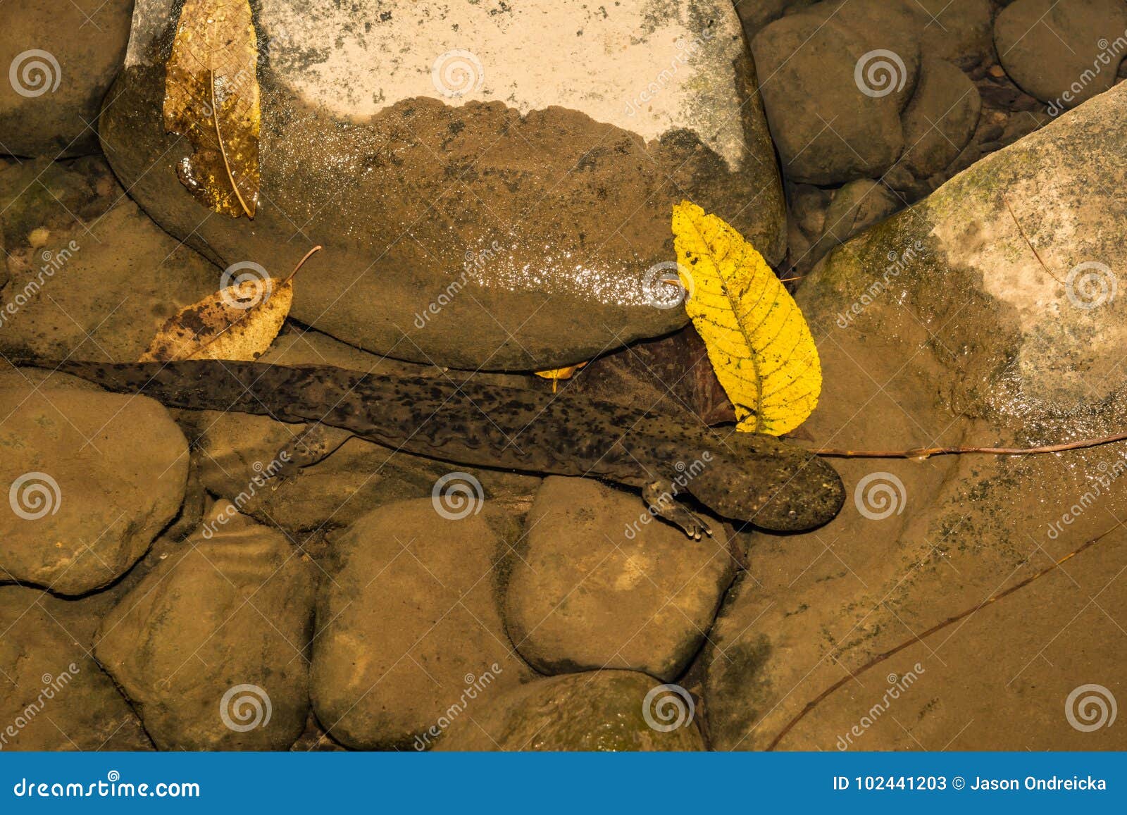 Eastern Hellbender stock image. Image of eastern, biodiversity - 102441203