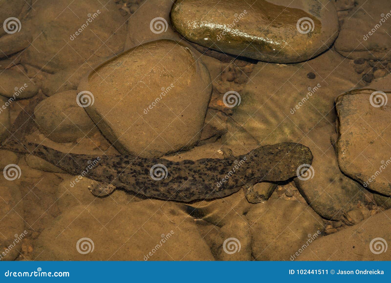 Eastern Hellbender stock image. Image of creek, foraging - 102441511