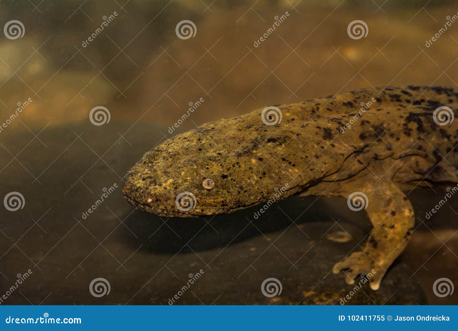 Eastern Hellbender stock image. Image of clear, amazing - 102411755