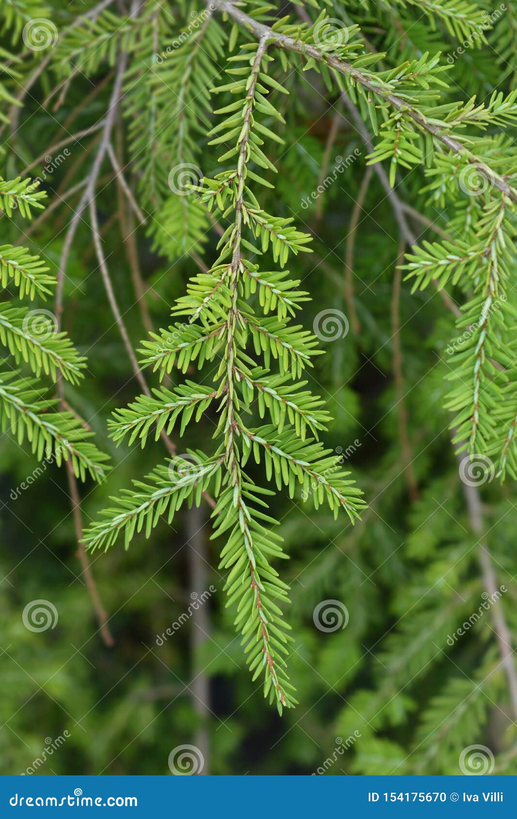 Eastern hemlock stock photo. Image of tsuga, botany - 154175670