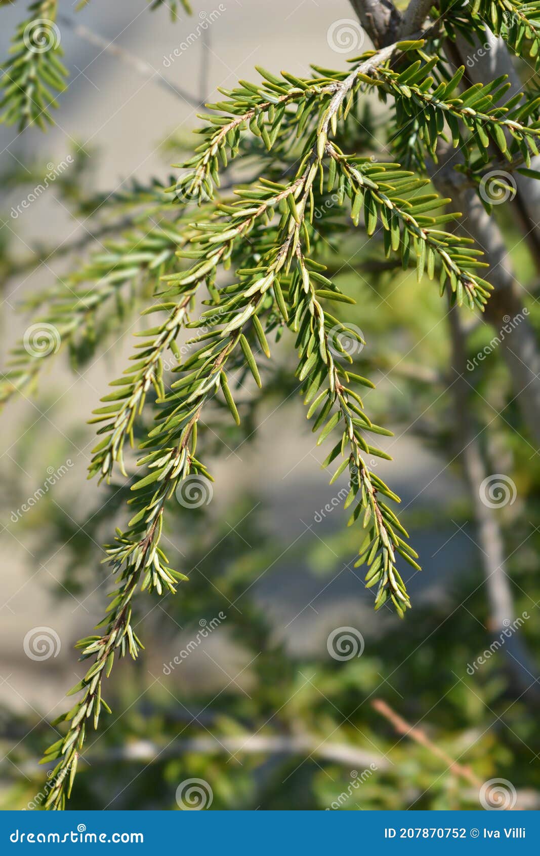 Eastern hemlock stock photo. Image of botany, nature - 207870752