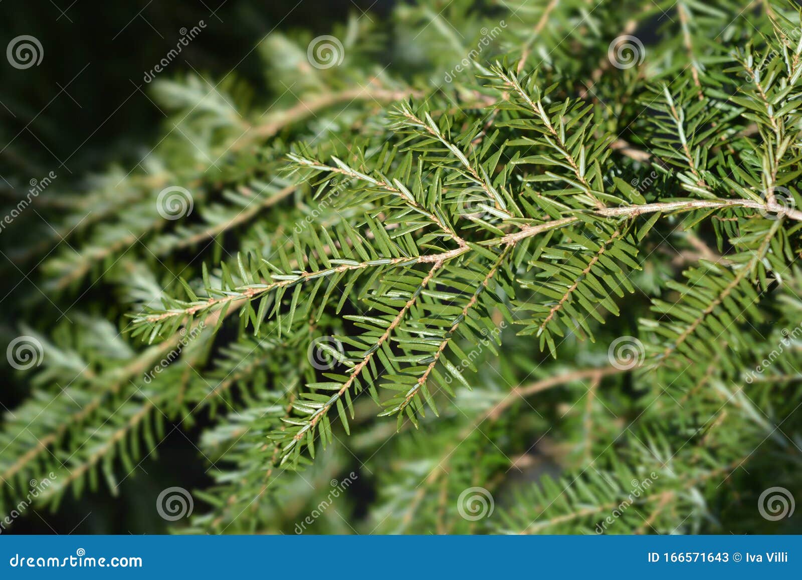 Eastern hemlock stock image. Image of branch, botany - 166571643