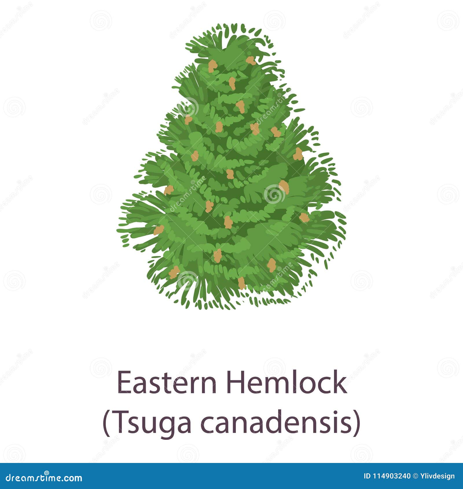 Eastern Hemlock Tree Icon Vector Sign And Symbol Isolated On White ...