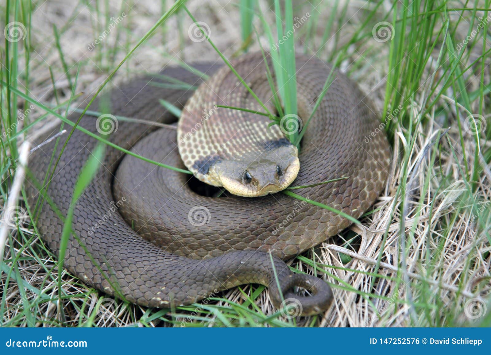 Hognose Snake (Heterodon Platyrhinos) Angry Neck Flare Behavior Royalty ...