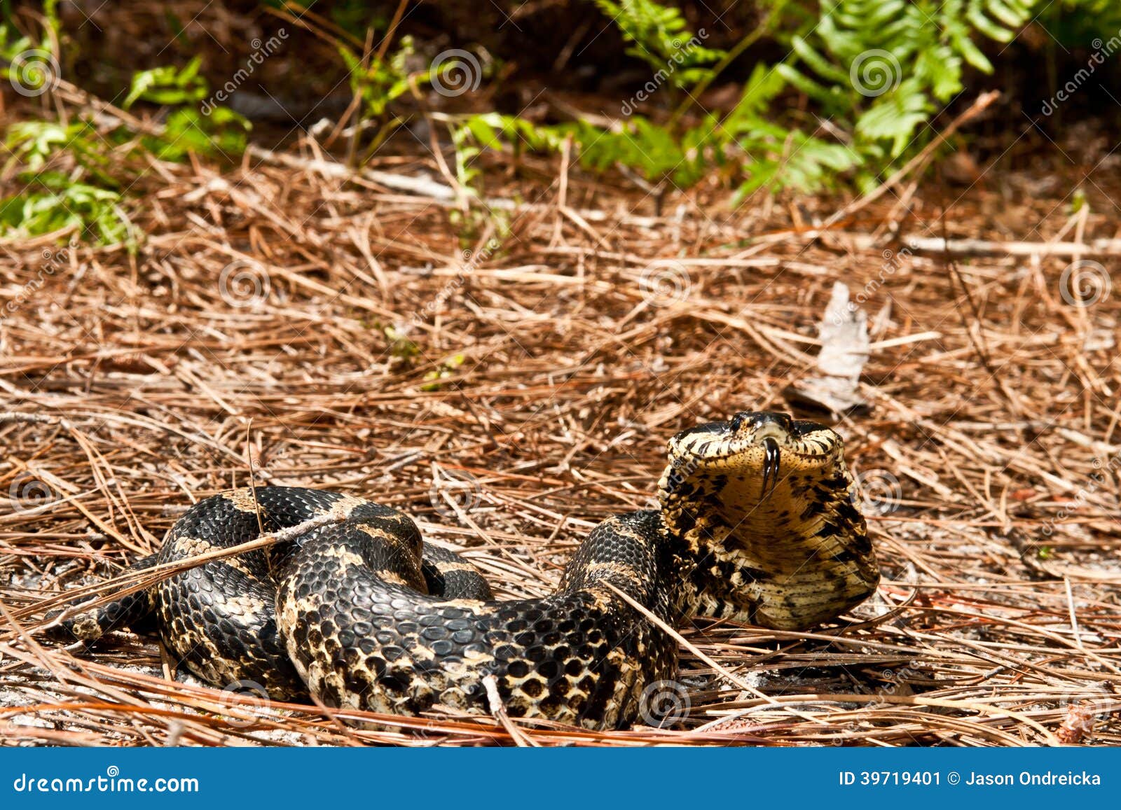 Southern Hognose Snake (heterodon Simus) With Head Flattened And Tongue ...