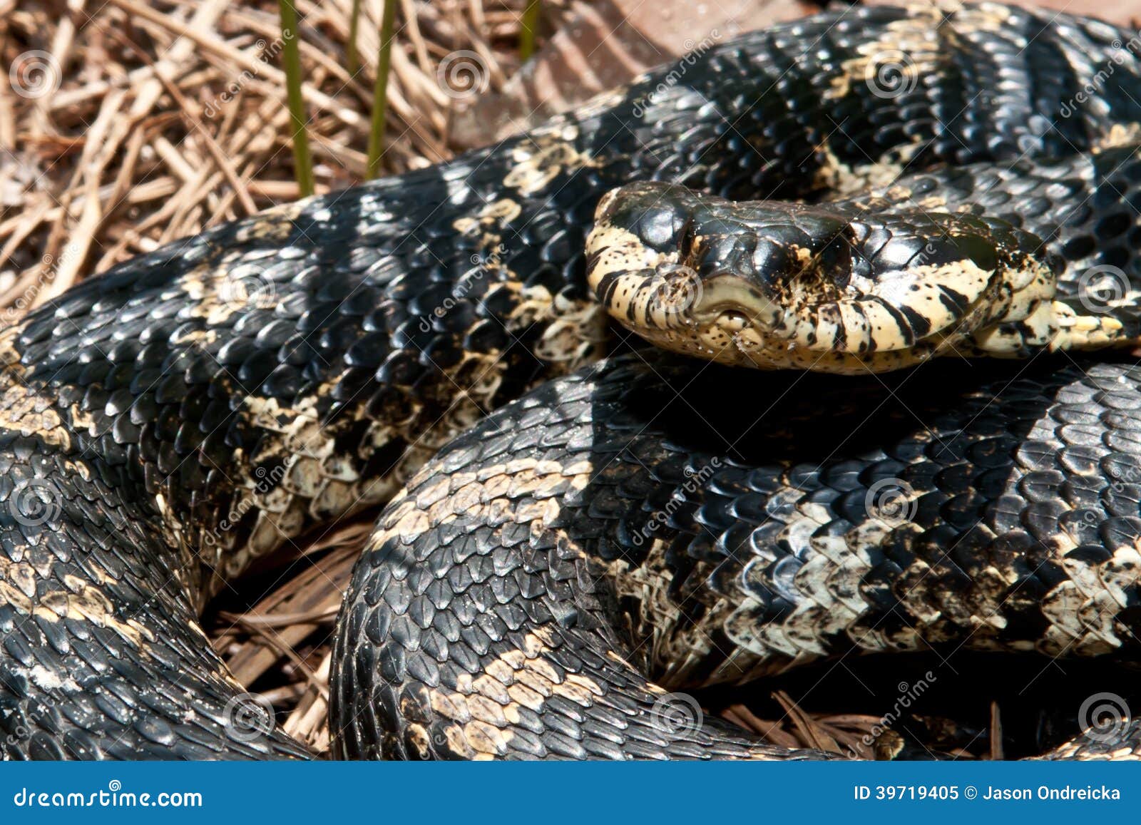 Eastern Hognose Snake stock image. Image of field, display - 39719405