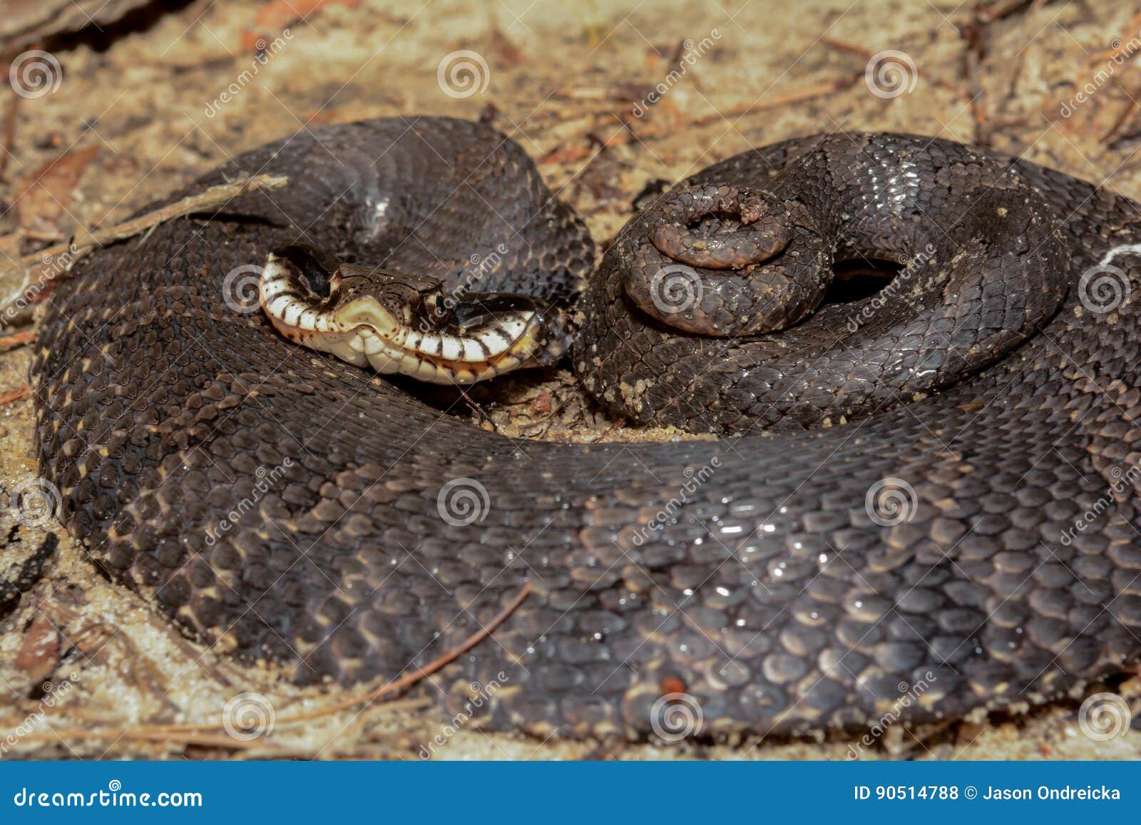 Eastern Hognose Snake Stock Photo | CartoonDealer.com #39719412