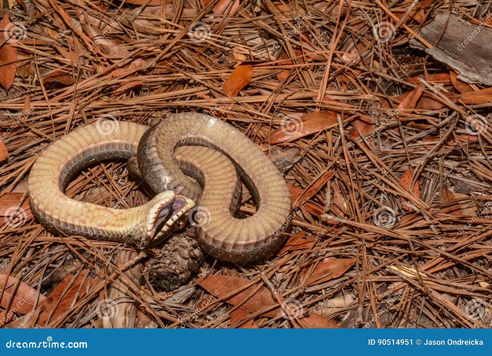 Eastern Hognose Snake stock image. Image of incredible - 90514951