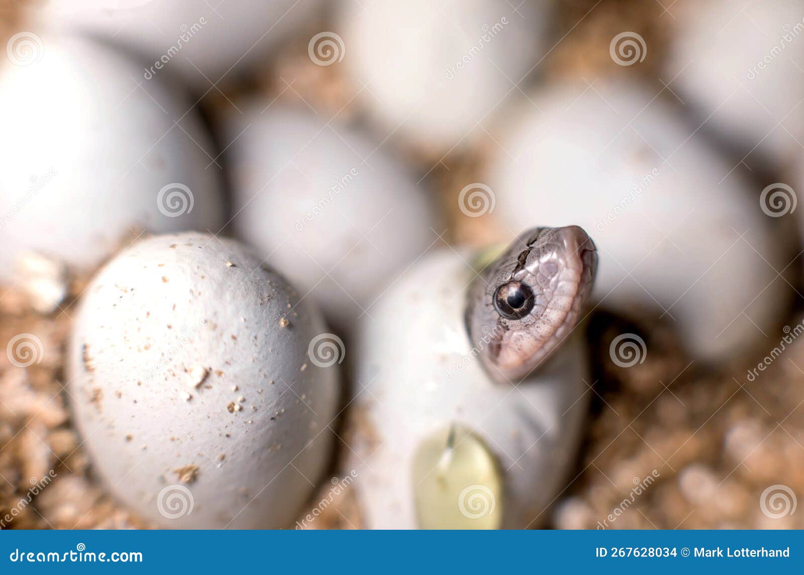 Hatching Eastern Hognose from Massachusetts Stock Photo - Image of eggs ...