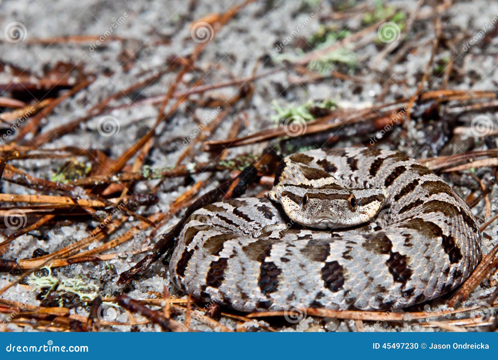 Southern Hognose Snake (heterodon Simus) With Head Flattened And Tongue ...