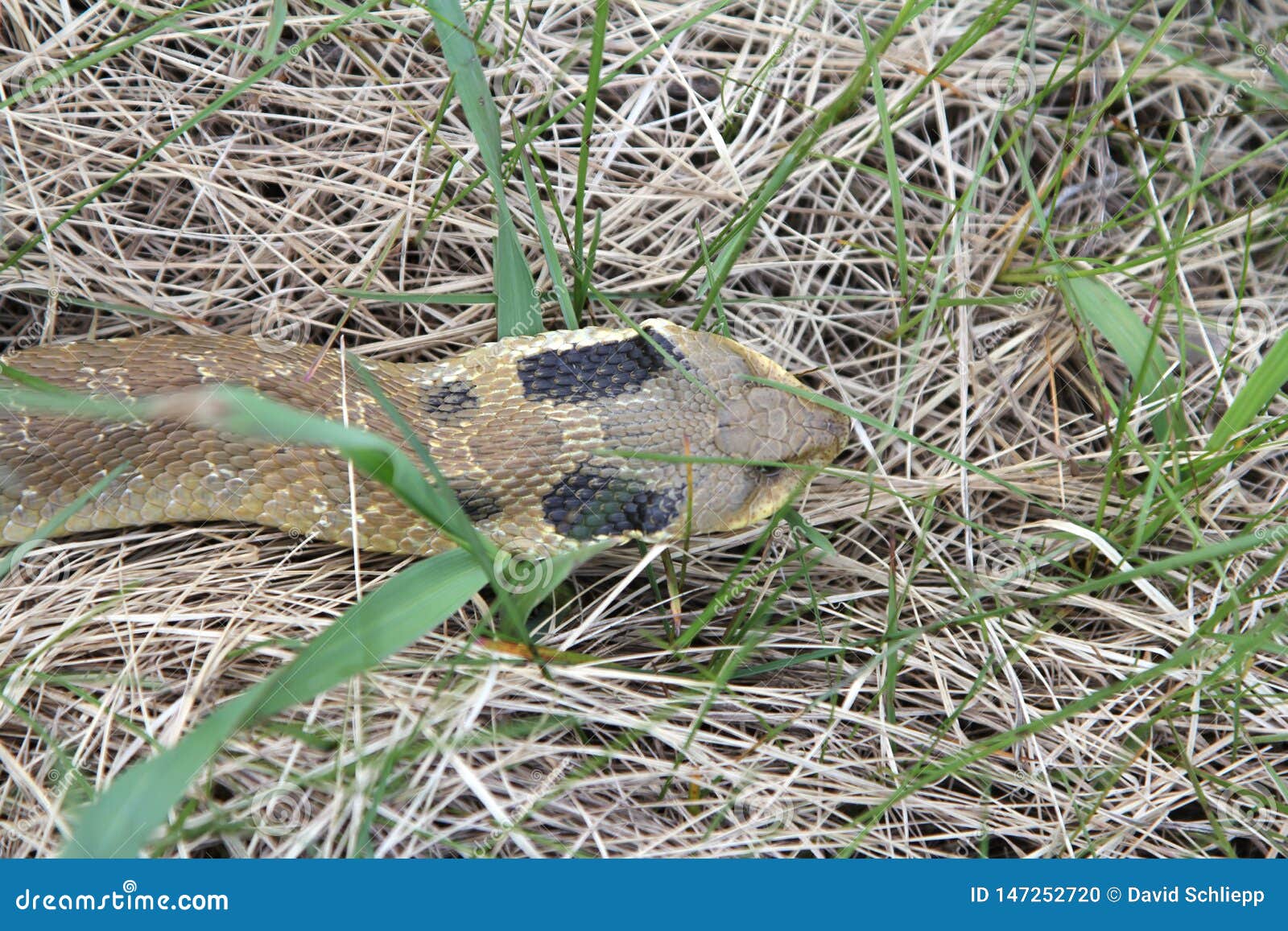 Eastern Hognose Snake Sliding through Grass Stock Photo - Image of ...