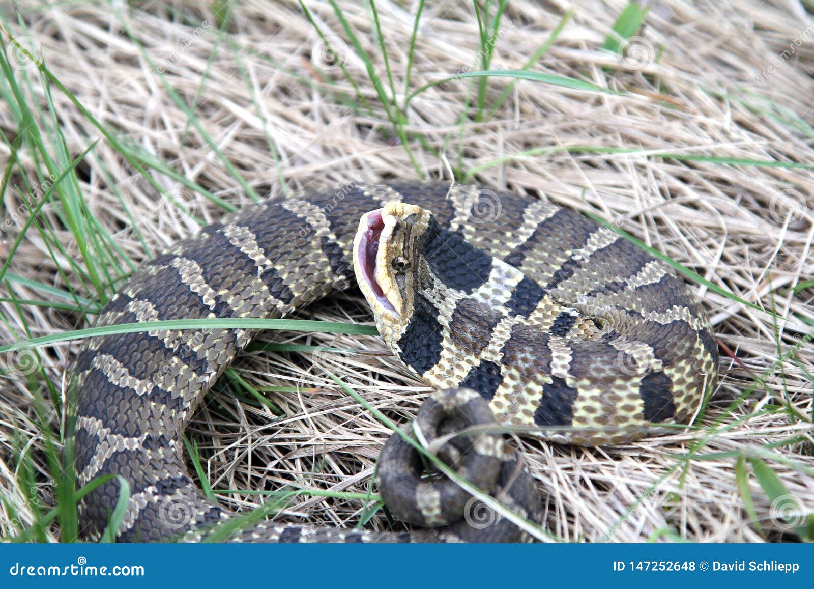Hognose Snake (Heterodon Platyrhinos) Angry Neck Flare Behavior Royalty ...