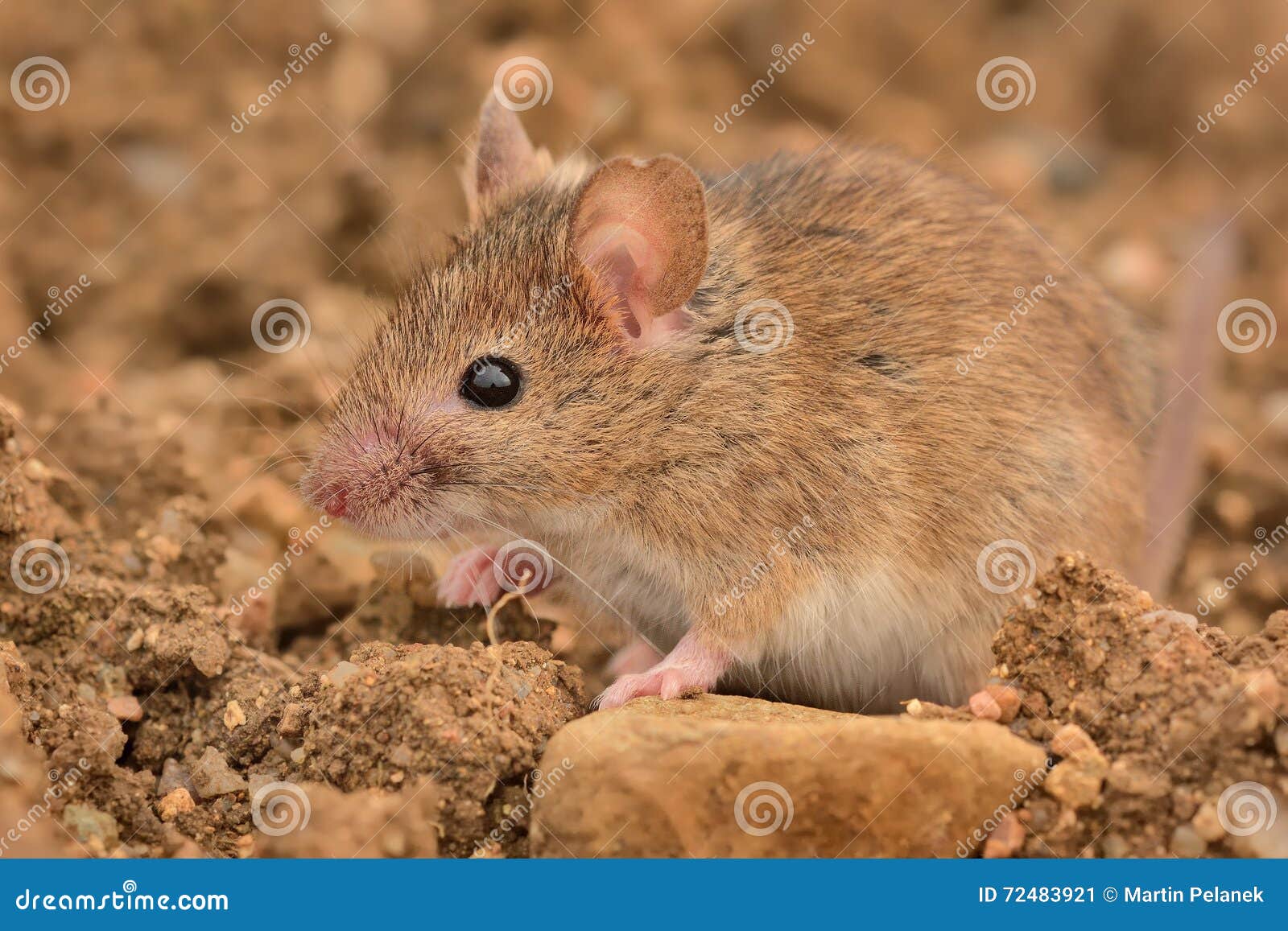 Eastern House Mouse - Mus Musculus Stock Image - Image of small ...
