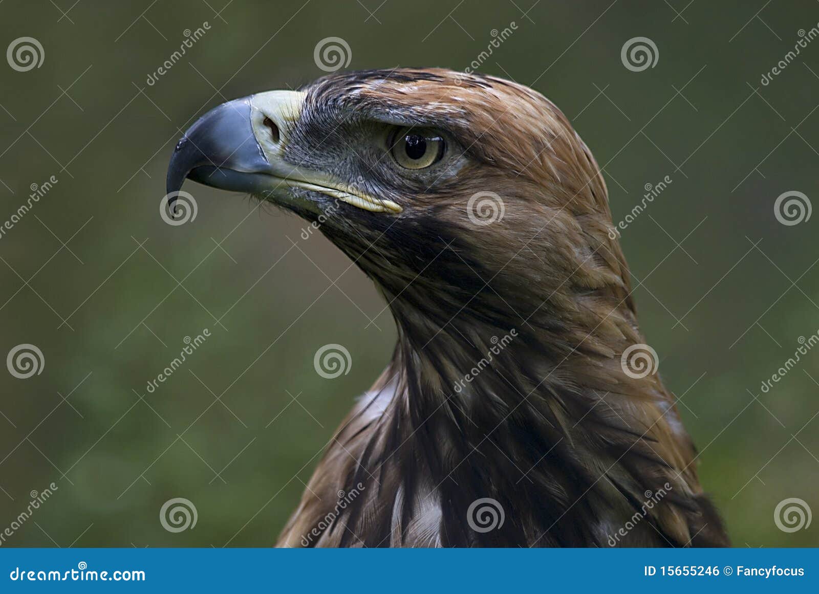 Eastern Imperial Eagle (Aquila Heliaca) Stock Photo - Image of ...