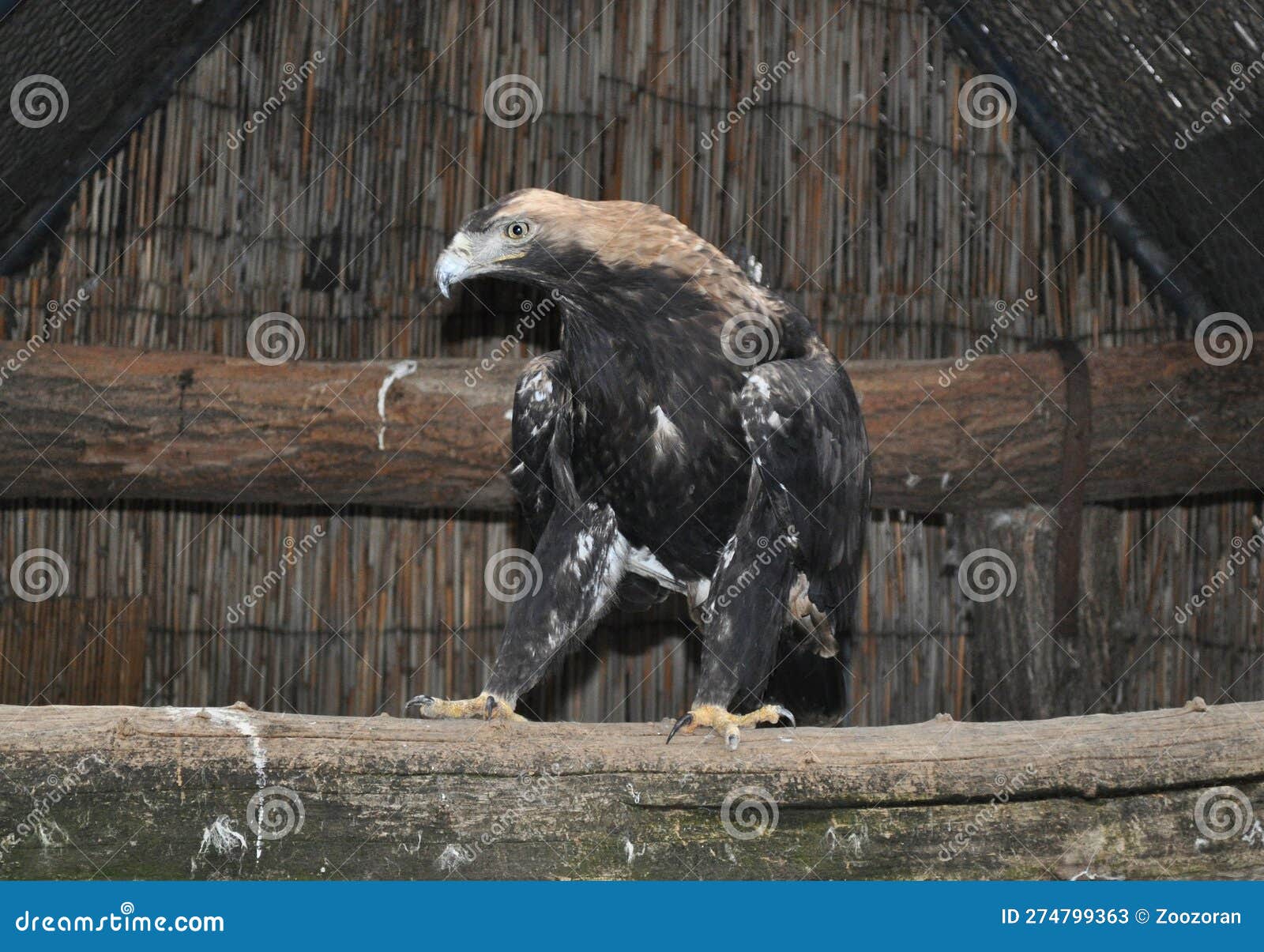 Eastern Imperial Eagle (Aquila Heliaca) Stock Image - Image of central ...