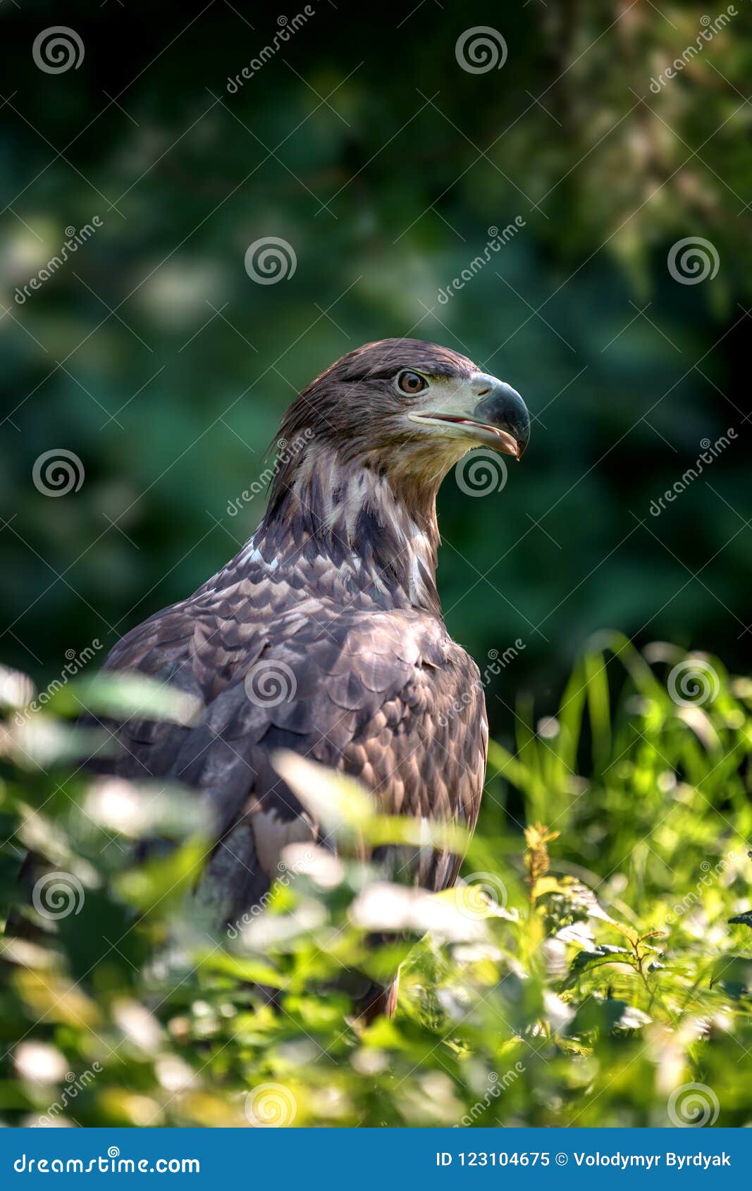Eastern Imperial Eagle Stock Photography | CartoonDealer.com #44006246