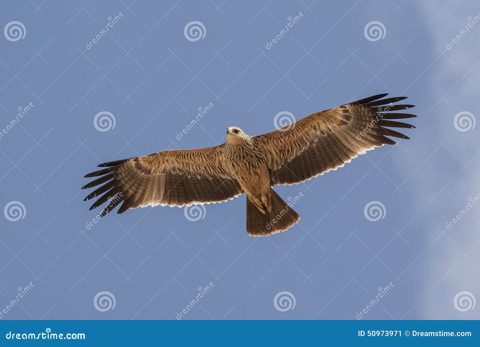 Eastern Imperial Eagle Flying