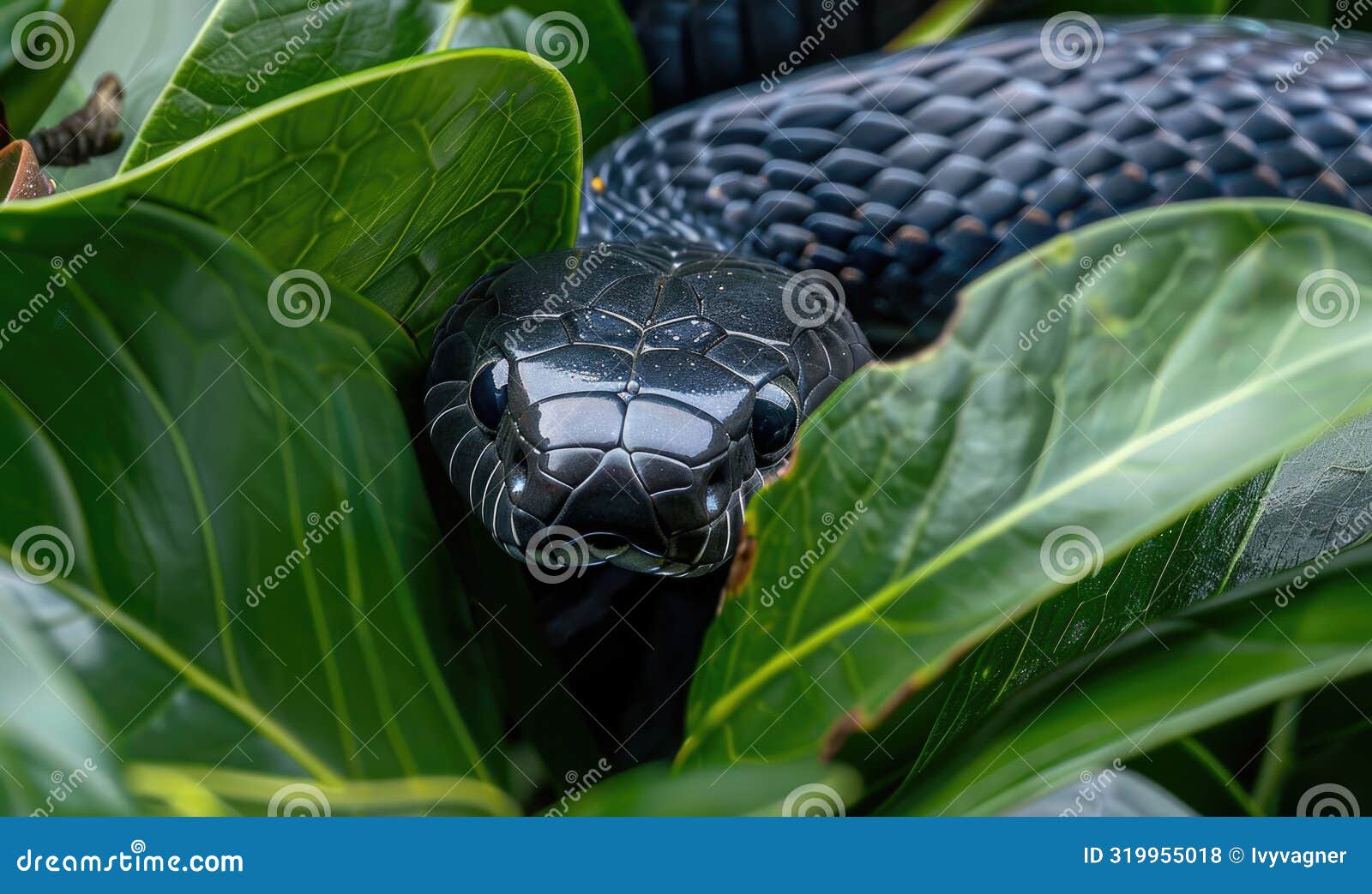 Eastern Indigo Snake on Magnolia Leaves Stock Photo - Image of portrait ...
