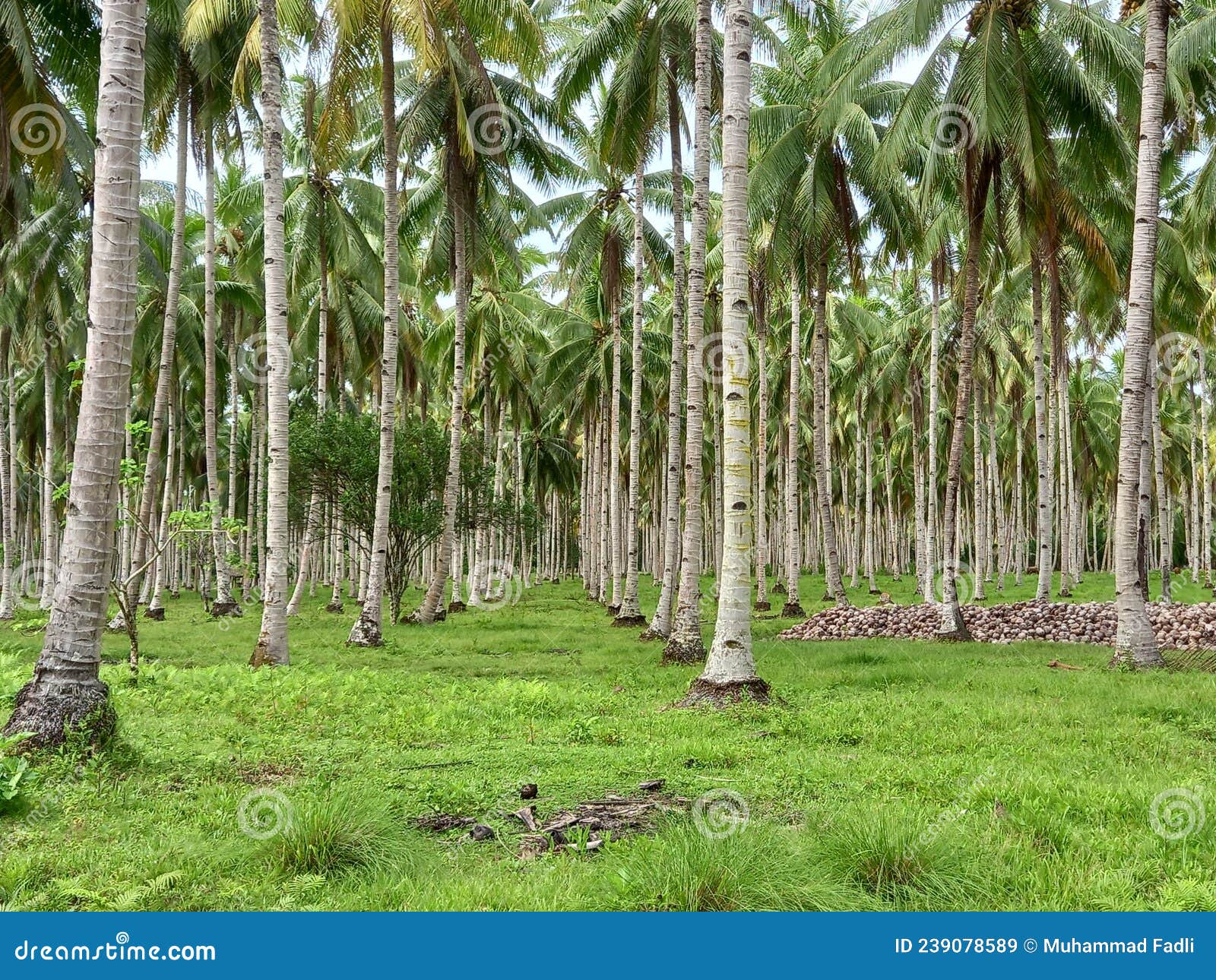 Eastern Indonesia. Coconut Plantation Stock Image - Image of ...