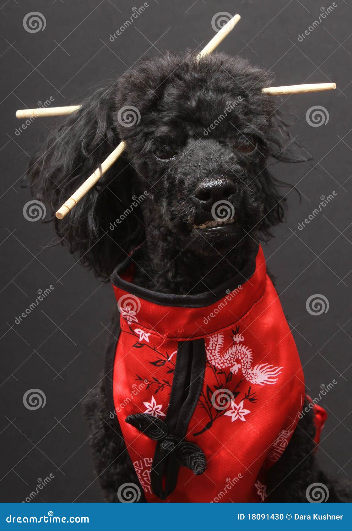 Eastern Inspired Dog with Chopsticks Stock Photo - Image of design ...