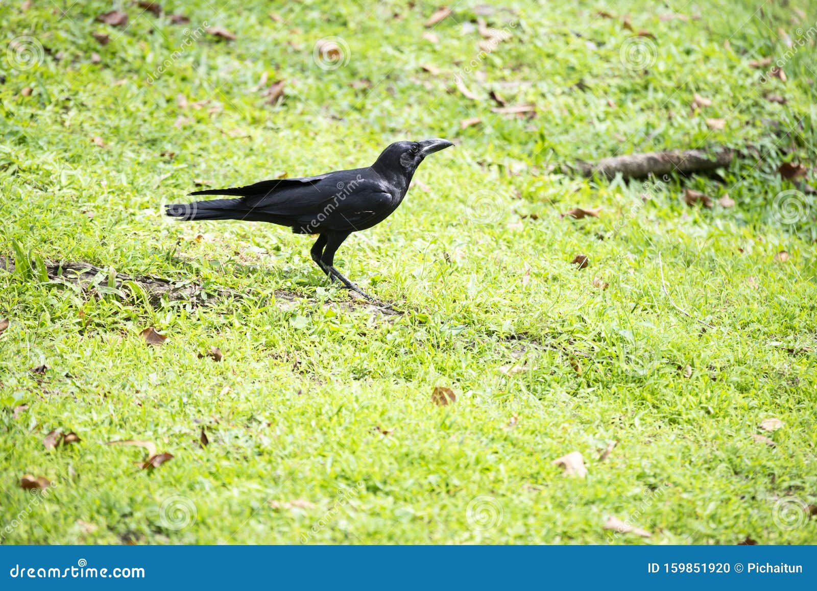 Eastern Jungle Crow stock photo. Image of crow, preparing - 159851920