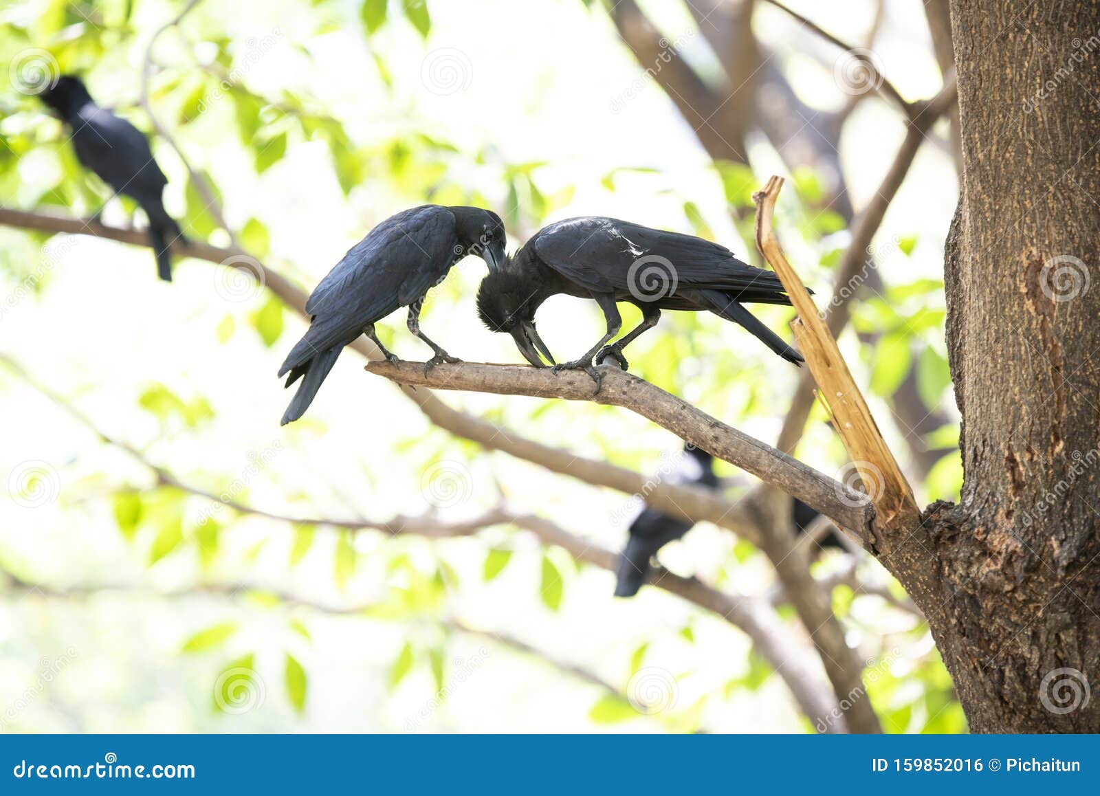 Eastern jungle crow stock photo. Image of black, scream - 159852016