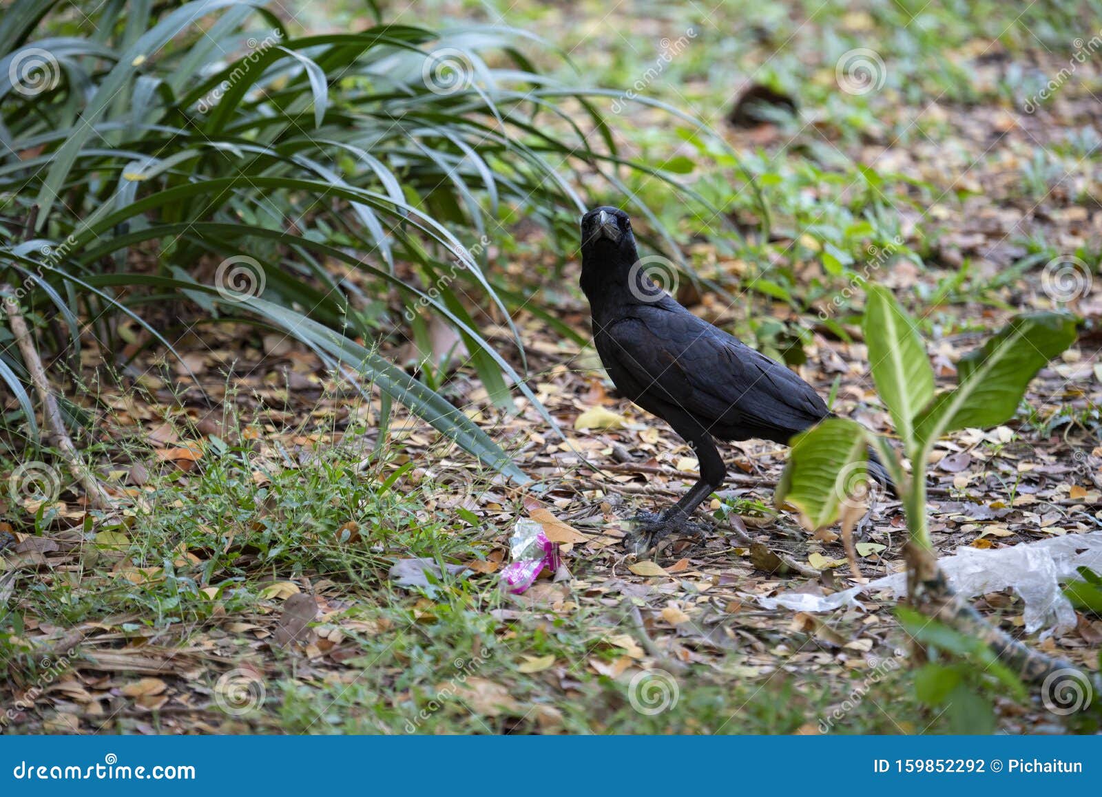 Eastern Jungle Crow stock photo. Image of eastern, omnivore - 159852292
