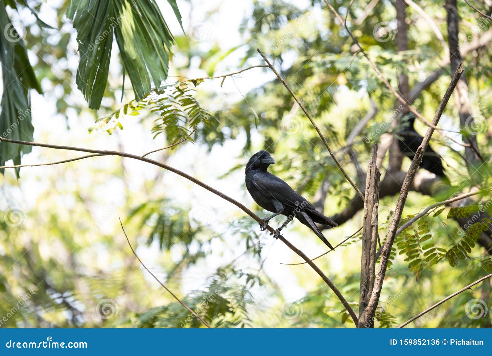 Eastern Jungle Crow Royalty-Free Stock Photography | CartoonDealer.com ...