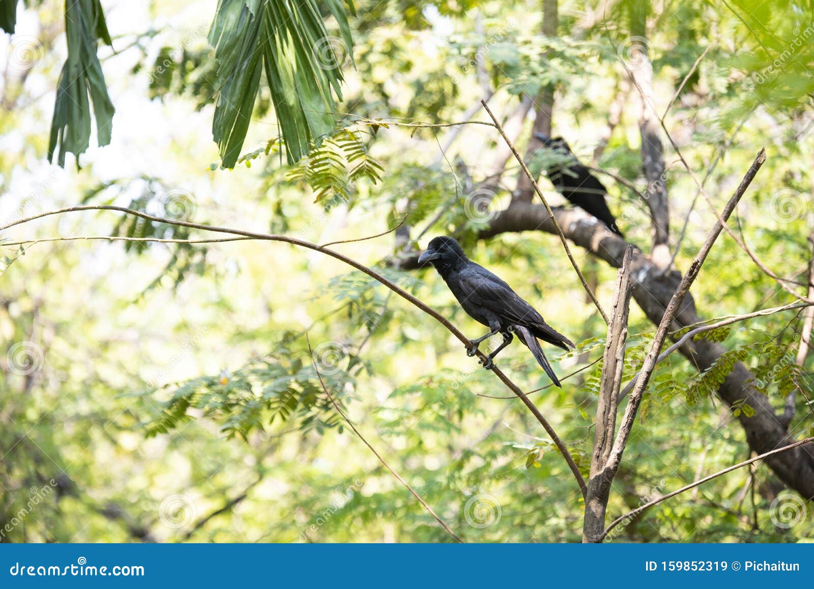 Eastern Jungle Crow Stock Image | CartoonDealer.com #159852331