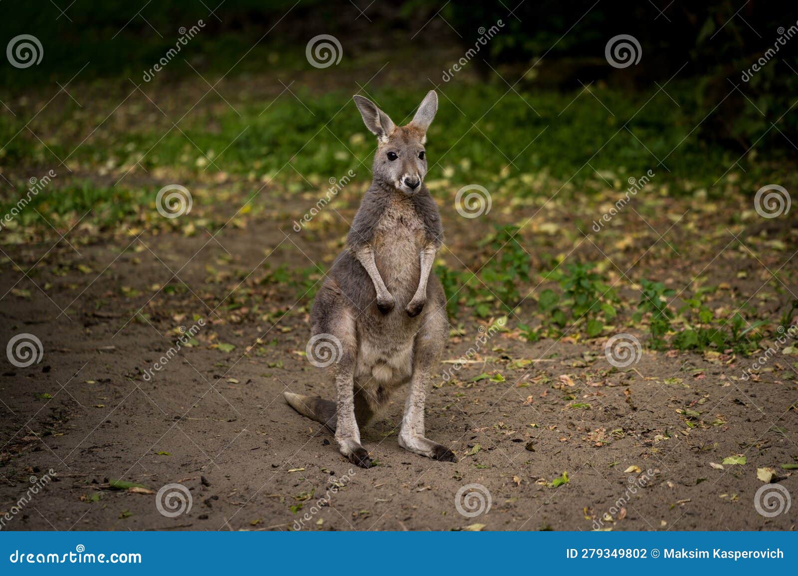 Eastern Kangaroos in the Wild Stock Photo - Image of squirrel, chipmunk ...