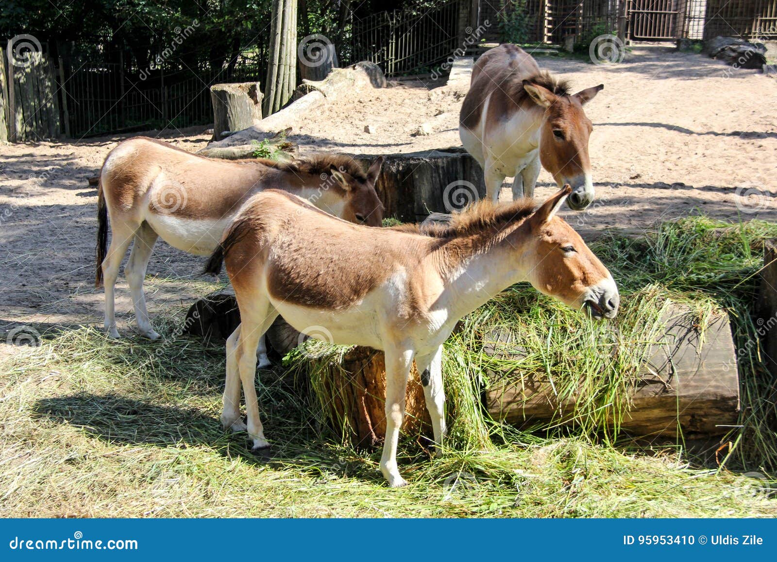 Eastern kiang stock photo. Image of hemionus, holdereri - 95953410