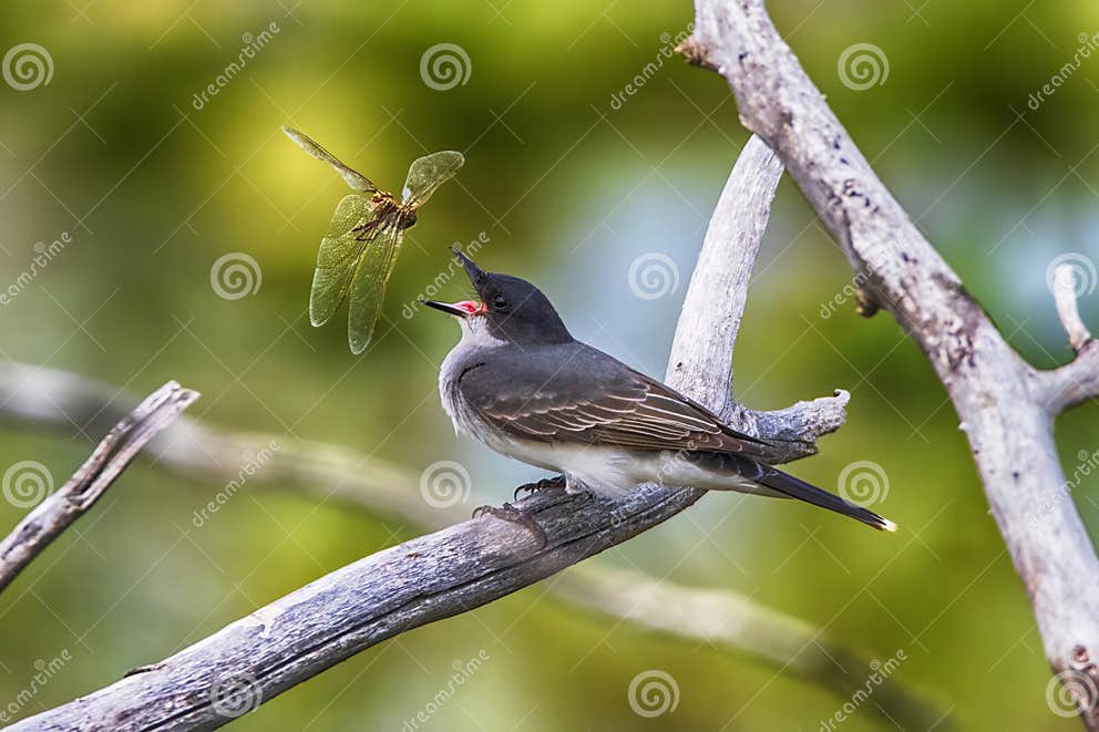 Eastern KingBird Eating a DragonFly Stock Photo - Image of people ...