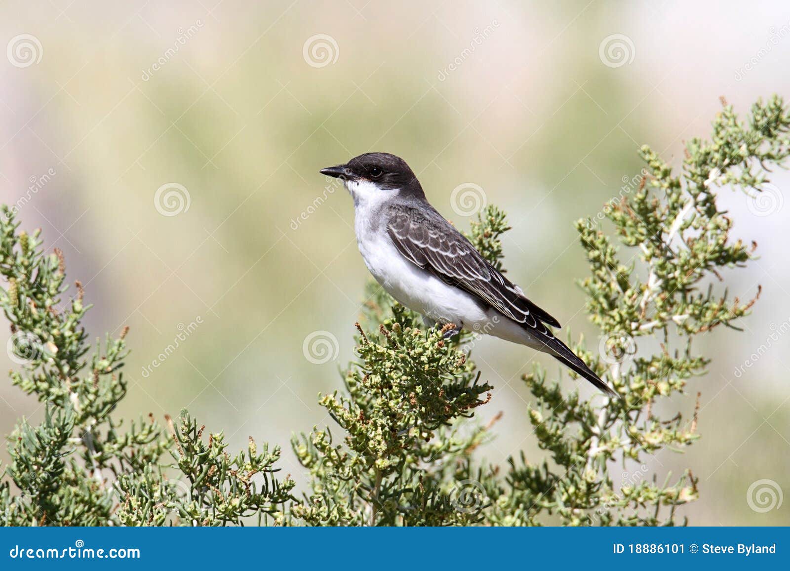 Eastern Kingbird (Tyrannus) Stock Image - Image of nature, yellowstone ...