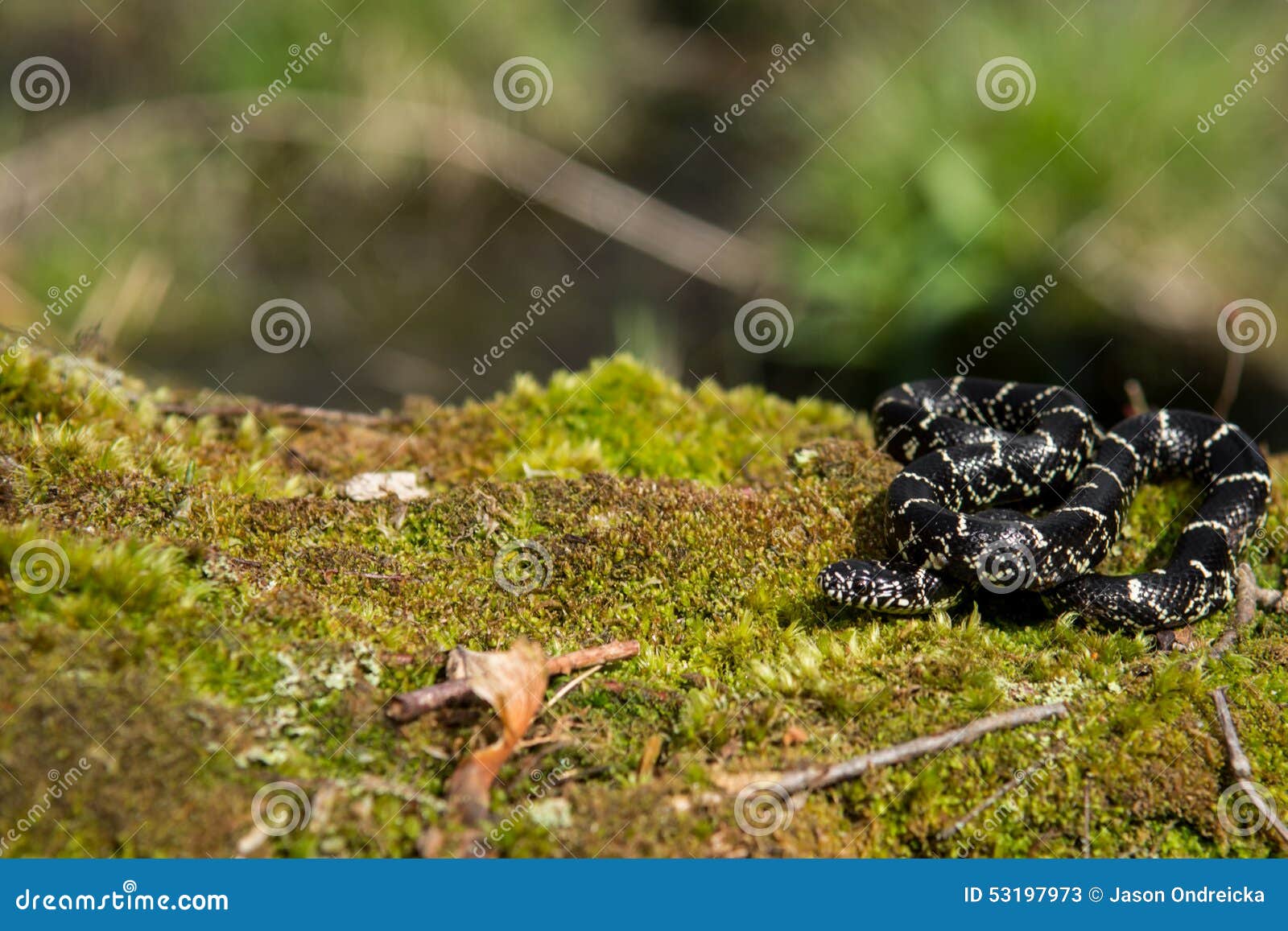 Eastern Kingsnake stock image. Image of color, ecosystem - 53197973