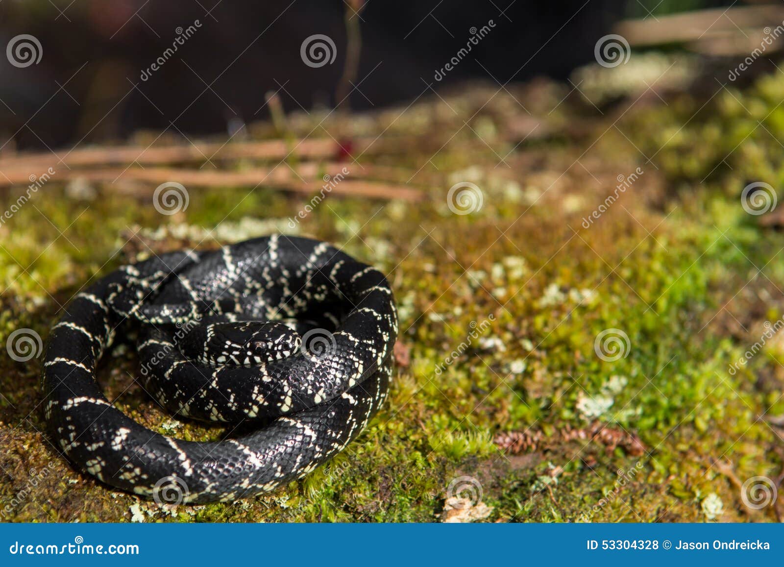 Eastern Kingsnake Or Common Kingsnake, Lampropeltis Getula Californiae ...