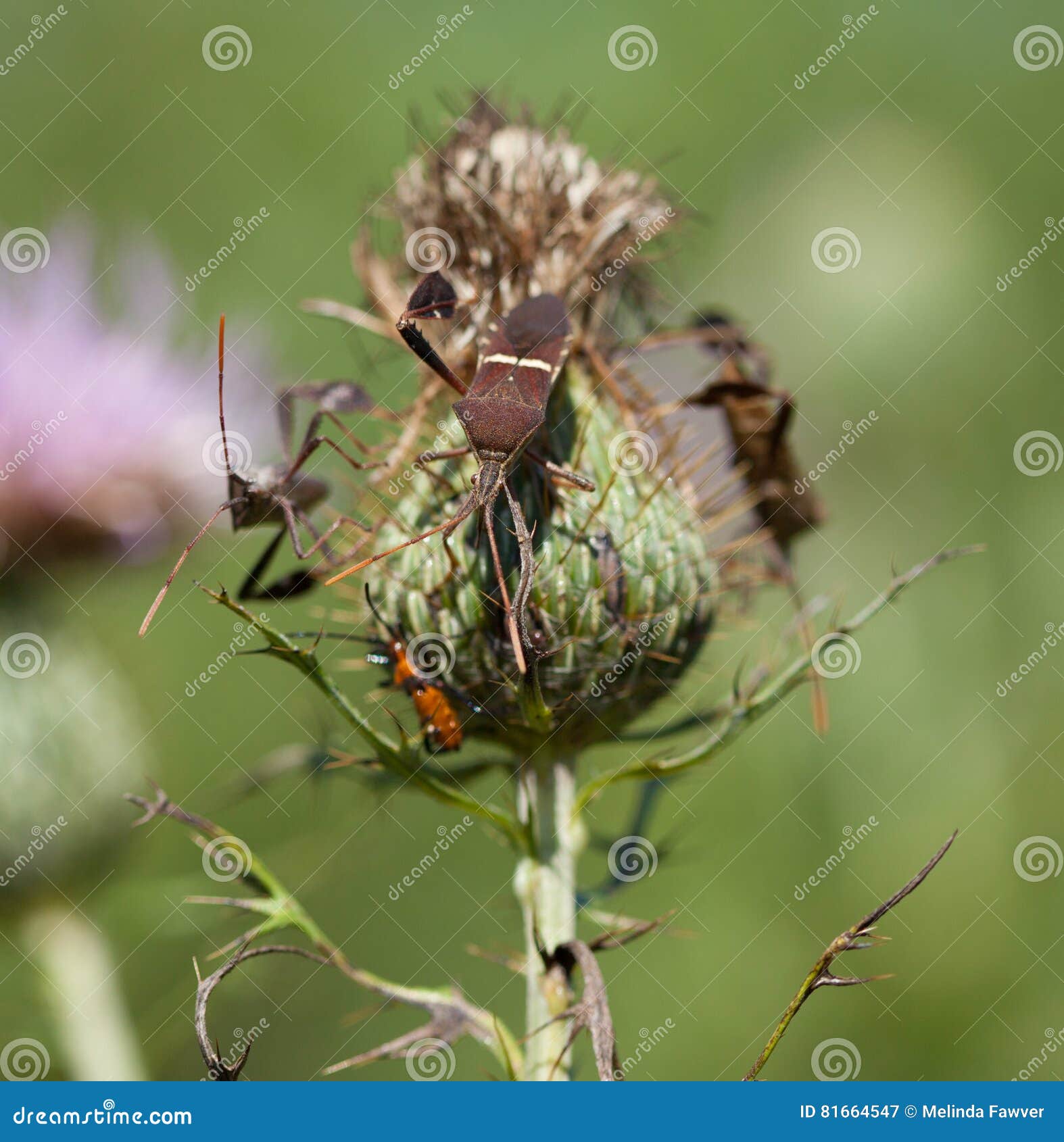 Leaf-footed Stink Bug Sitting On A Garden Hedge. Coreidae Sap-sucking ...