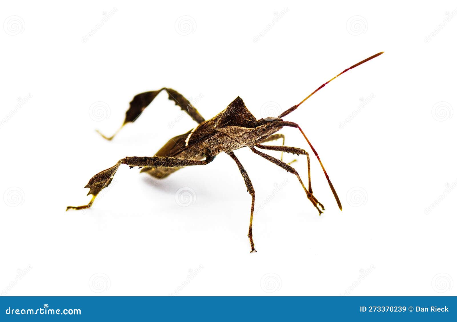 Eastern Leaffooted or Leaf Footed Bug - Leptoglossus Phyllopus ...